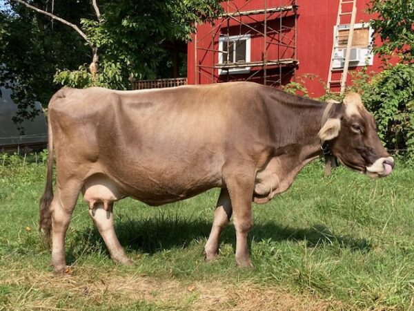 Family Cows – Crowfoot Farm, LLC – Virginia