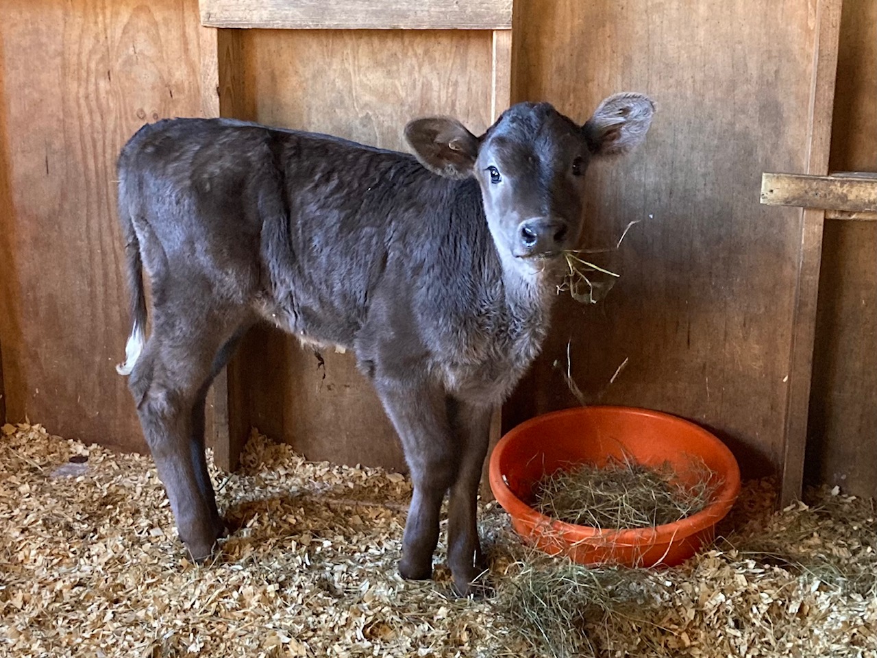 Family Cows – Crowfoot Farm, LLC – Virginia