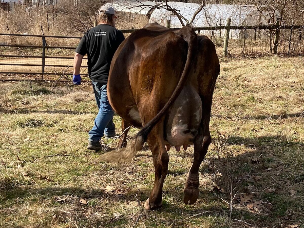 Family Cows – Crowfoot Farm, LLC – Virginia